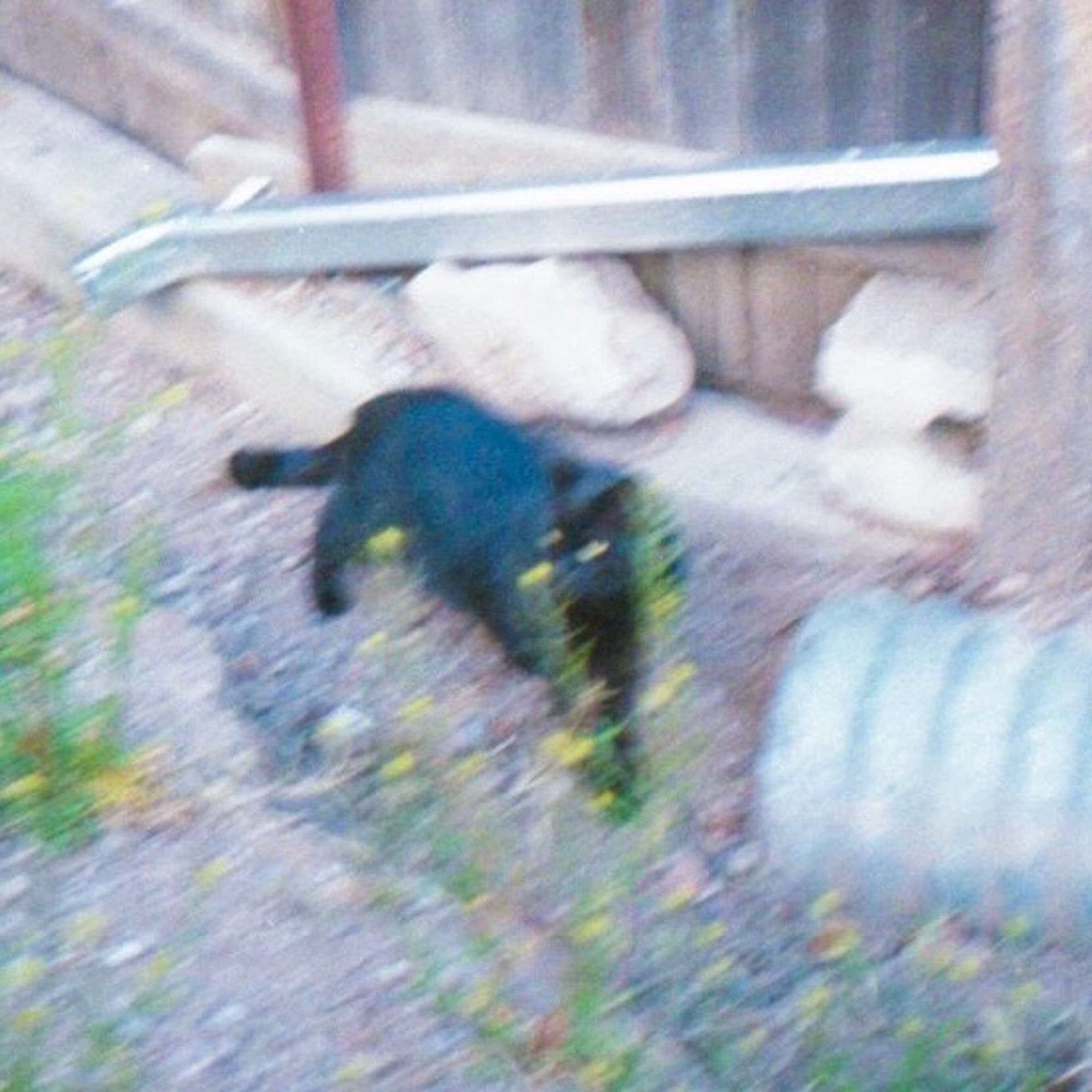 Oh Bummer! Releases Mysterious New Track “The Bird and the Dog ...